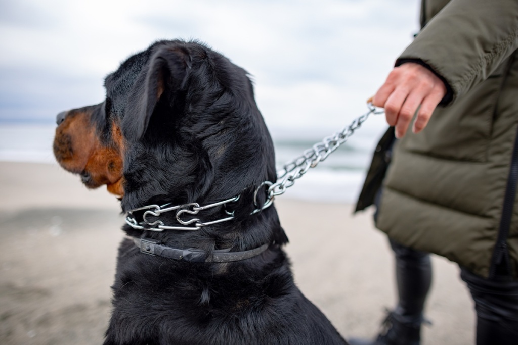 Modelo de colar para cachorro: você sabe escolher o ideal? - São Raphael